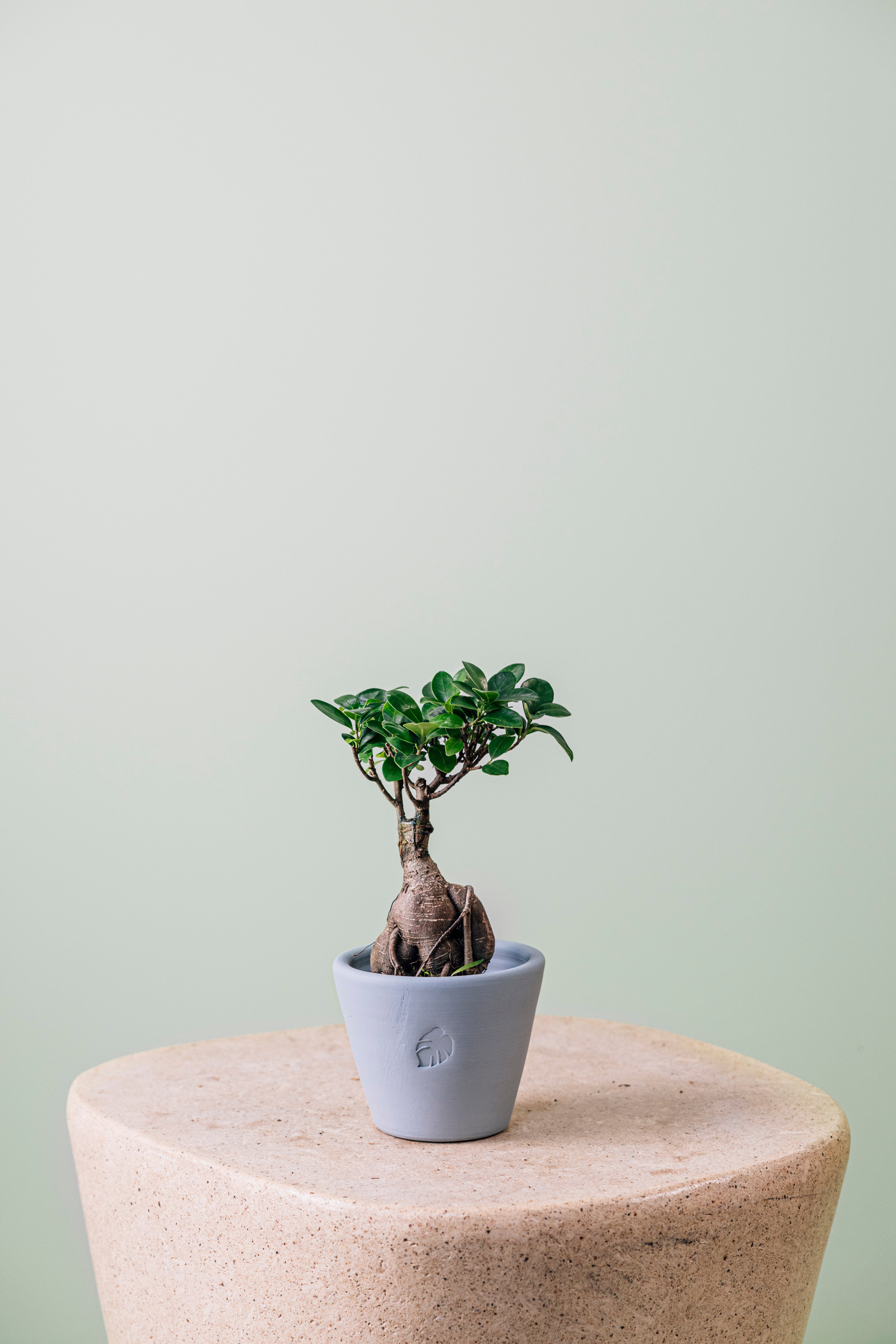 Liam (Rubber Plant) – Jungleous